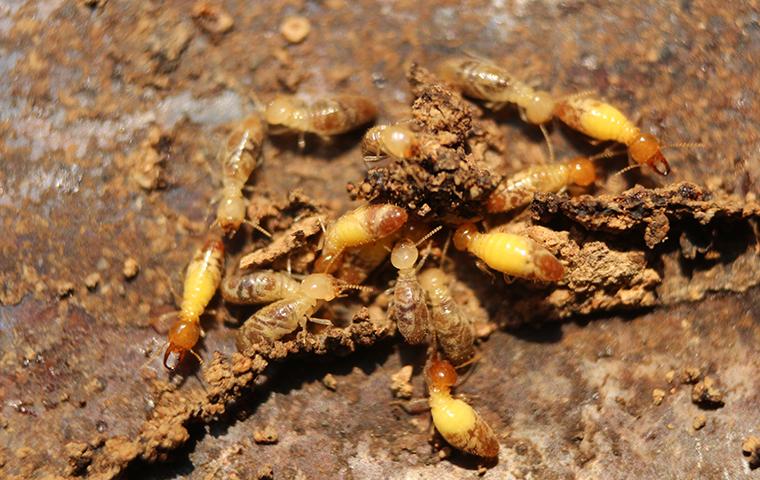 How To Identify And Get Rid Of A Termite Infestation In Your Hampton ...