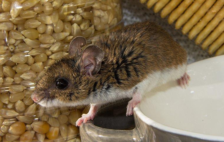 Three Things You Should Know About Rodents In Newport News | PESTOUT