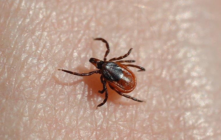 Tick Talk: Effective Prevention And Control Strategies For Your Newport ...