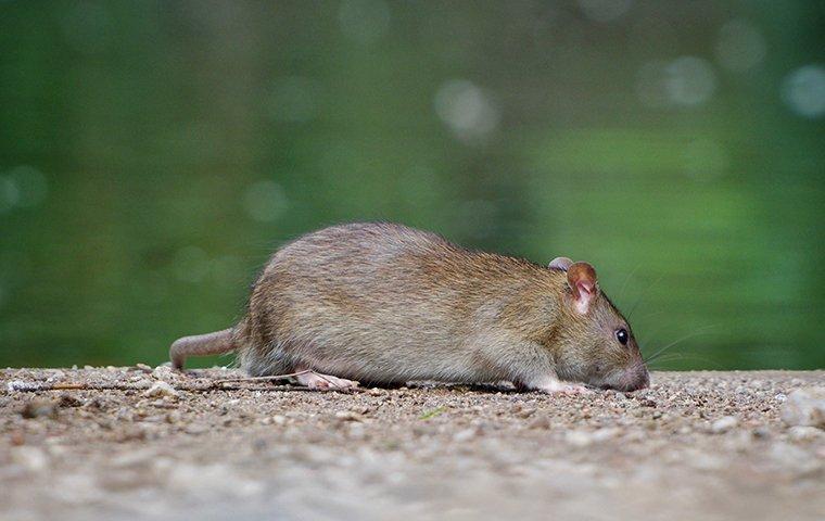 The Trick To Getting Rid Of A Rat Problem On Your Property In Hampton ...
