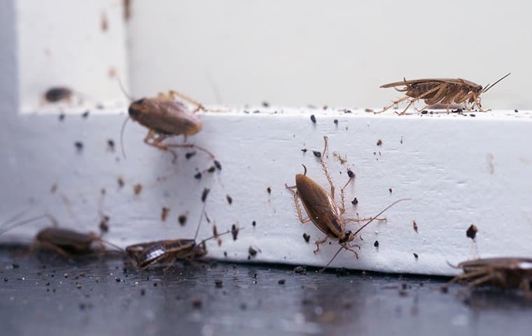 How To Get Rid Of Cockroaches: A Comprehensive Guide For Virginia Beach ...