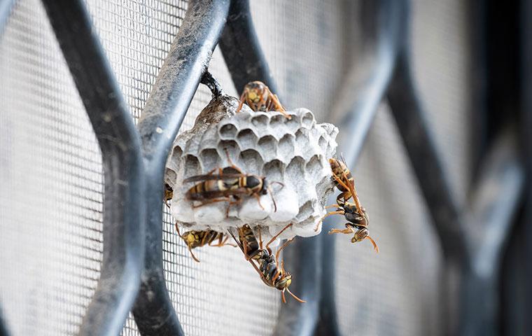 Wasps In Hampton Roads: A Comprehensive Guide To Wasp Removal And ...