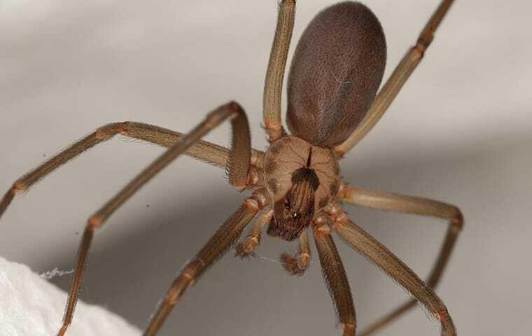 Are The Spiders In My Norfolk Home Dangerous? | PESTOUT