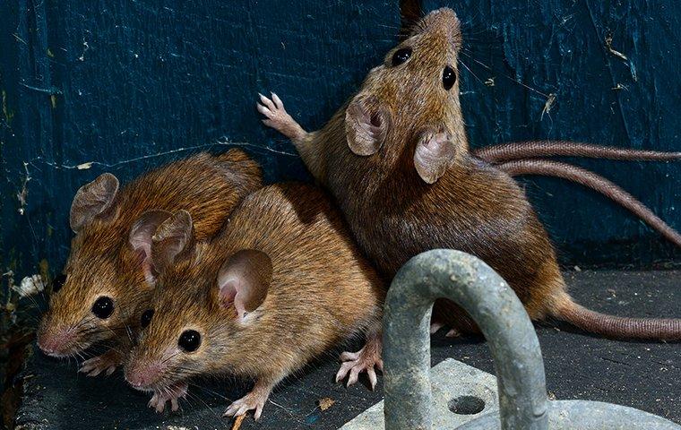 How To Identify A Mouse Infestation In Hampton Roads Homes | PESTOUT