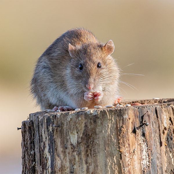 Pest Control in Hampton Roads, VA | PESTOUT