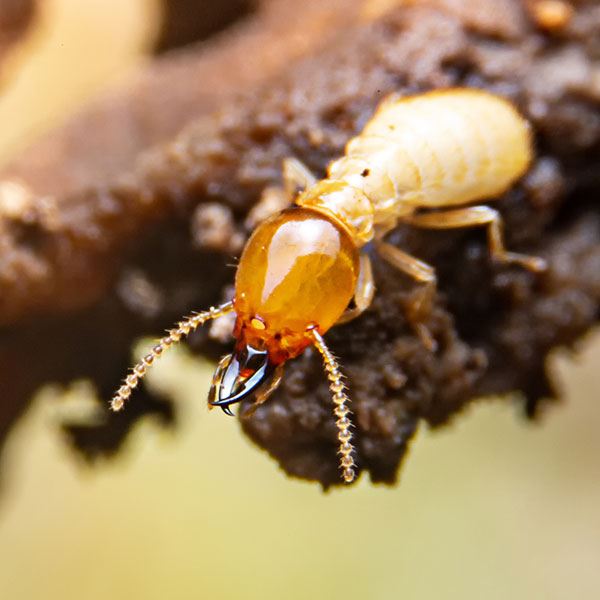 Pest Control in Hampton Roads, VA | PESTOUT